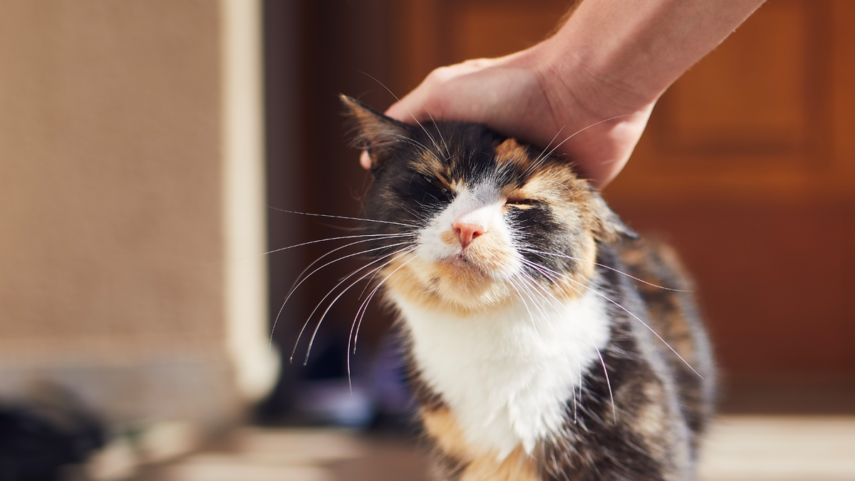 What a cat wants | How to read your cat's behaviours | Arlington Cattery
